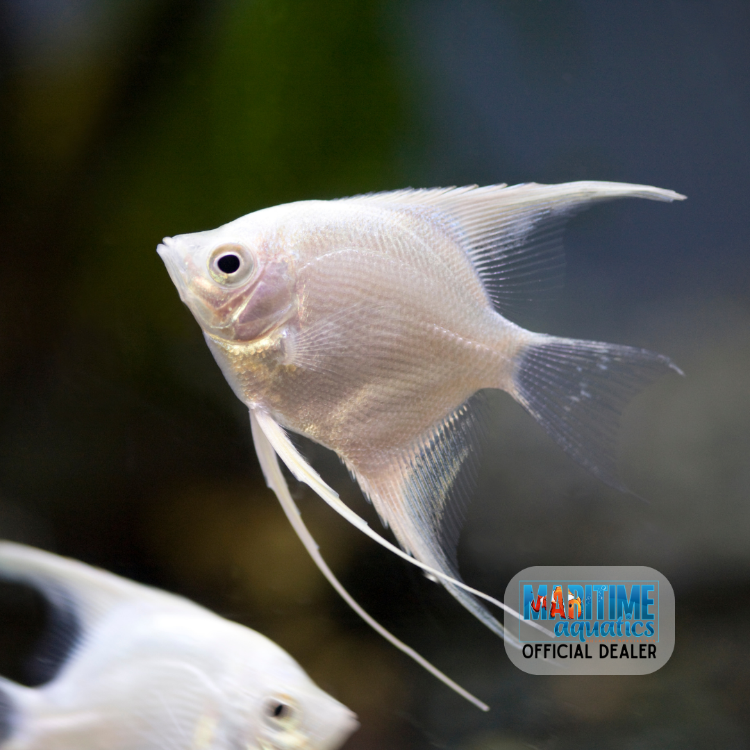 Angelfish Large Assorted (Pterophyllum scalare)
