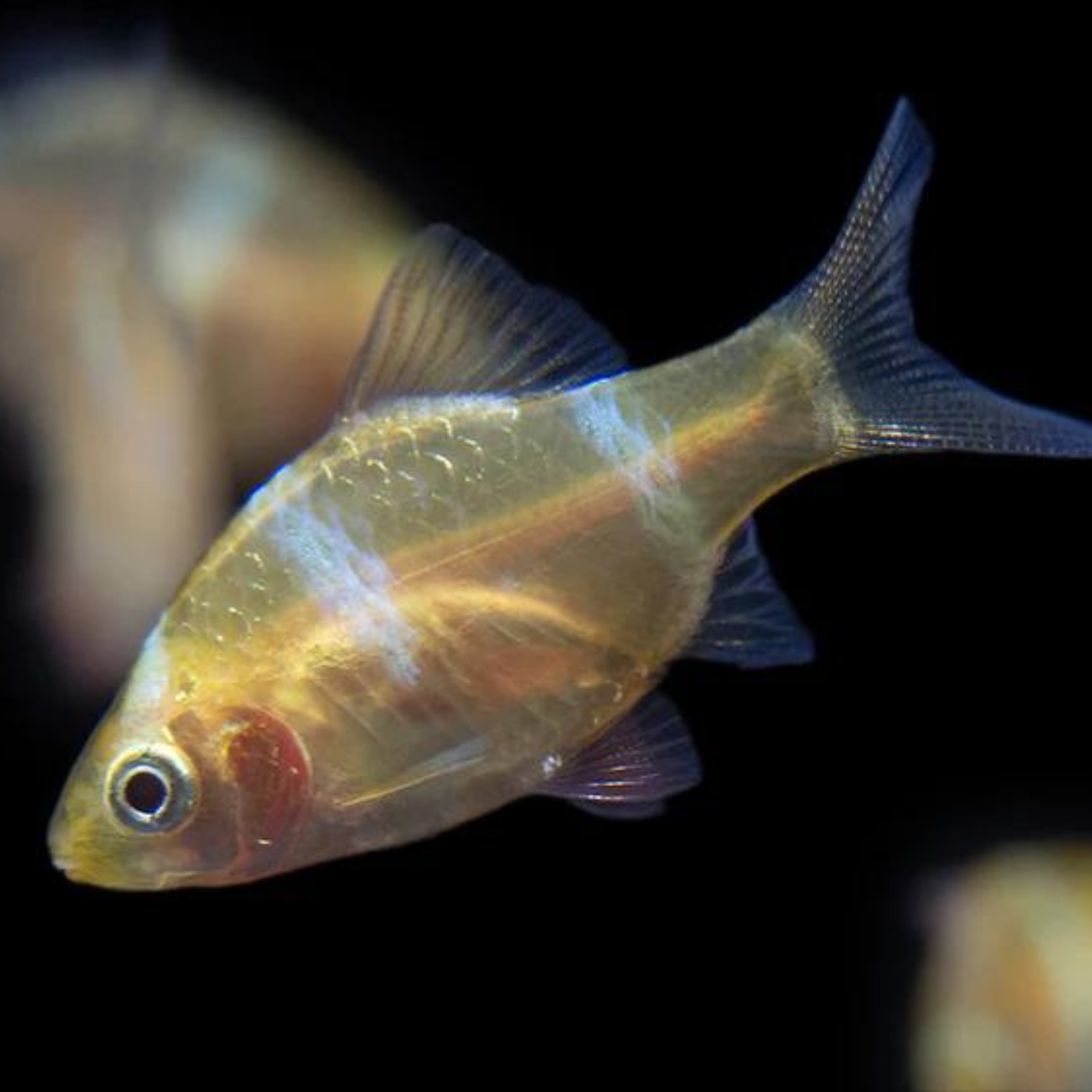 Barb Albino Tiger (Puntigrus tetrazona)