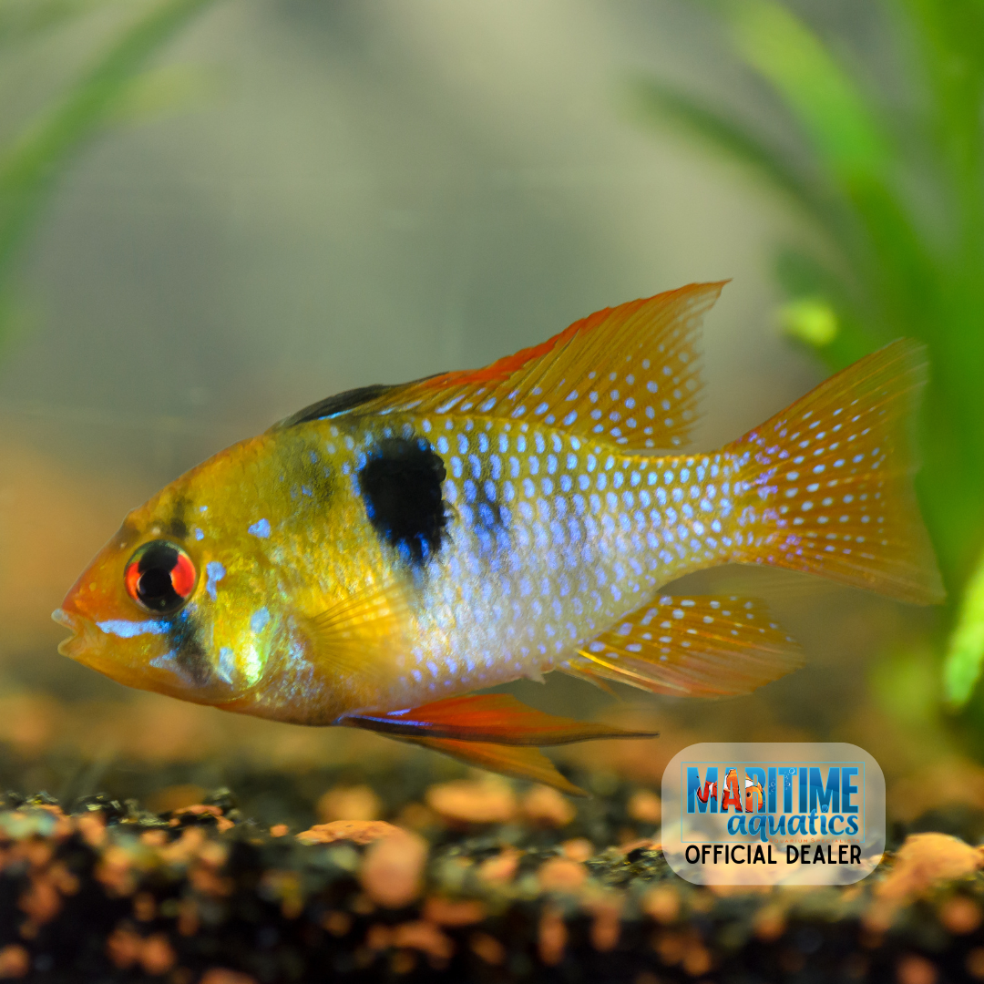 Ram German Blue (Mikrogeophagus ramirezi)