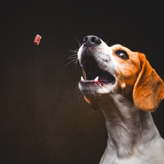 Summit Pets | Home