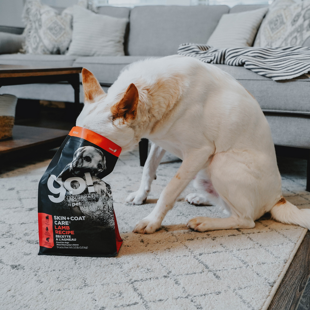 Summit Pets | Home