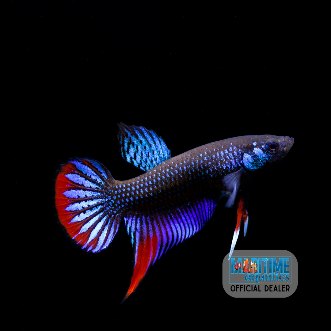 Betta Female (Betta imbellis) – Summit Pets