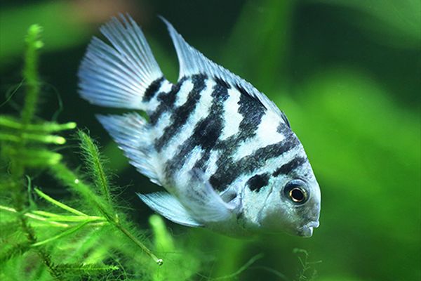 Cichlid Polar Blue Tiger Parrot (Hybrid sp.) – Summit Pets