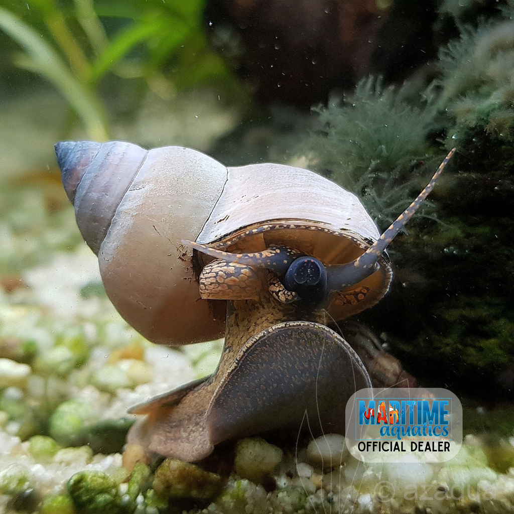 Snail White Wizard (Filopaludina martensi)