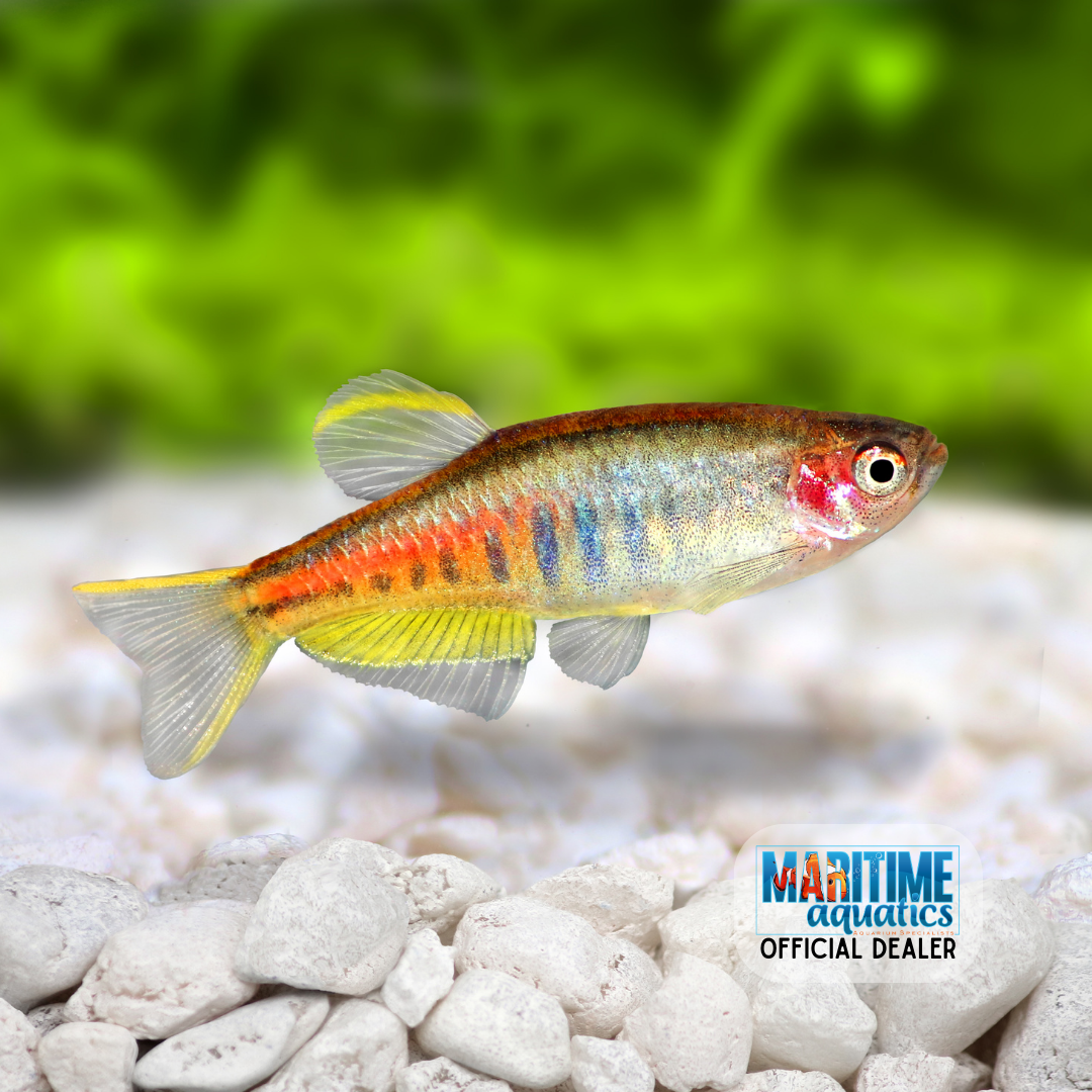 Danio Burmese Glowlight (Celestichthys choprae) – Summit Pets