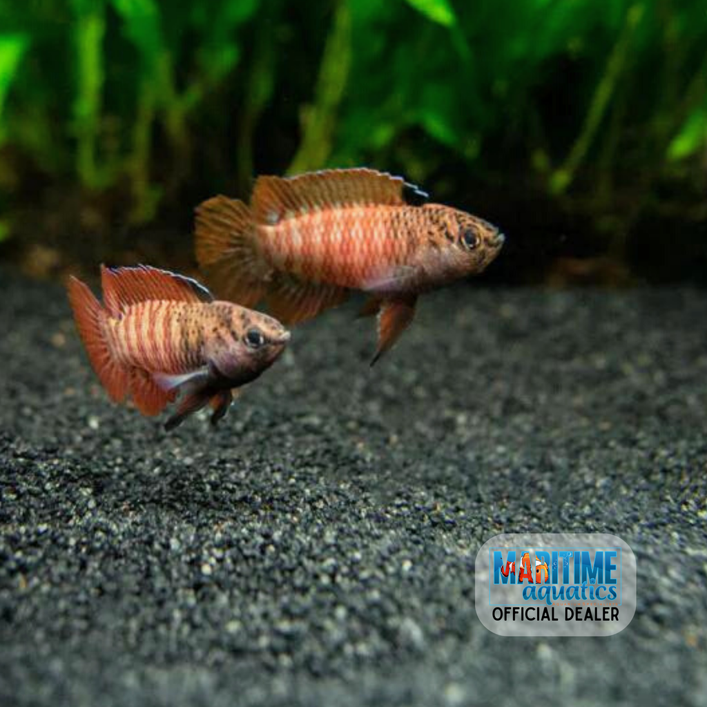 Badis Black Tiger (Dario sp. 'Myanmar')