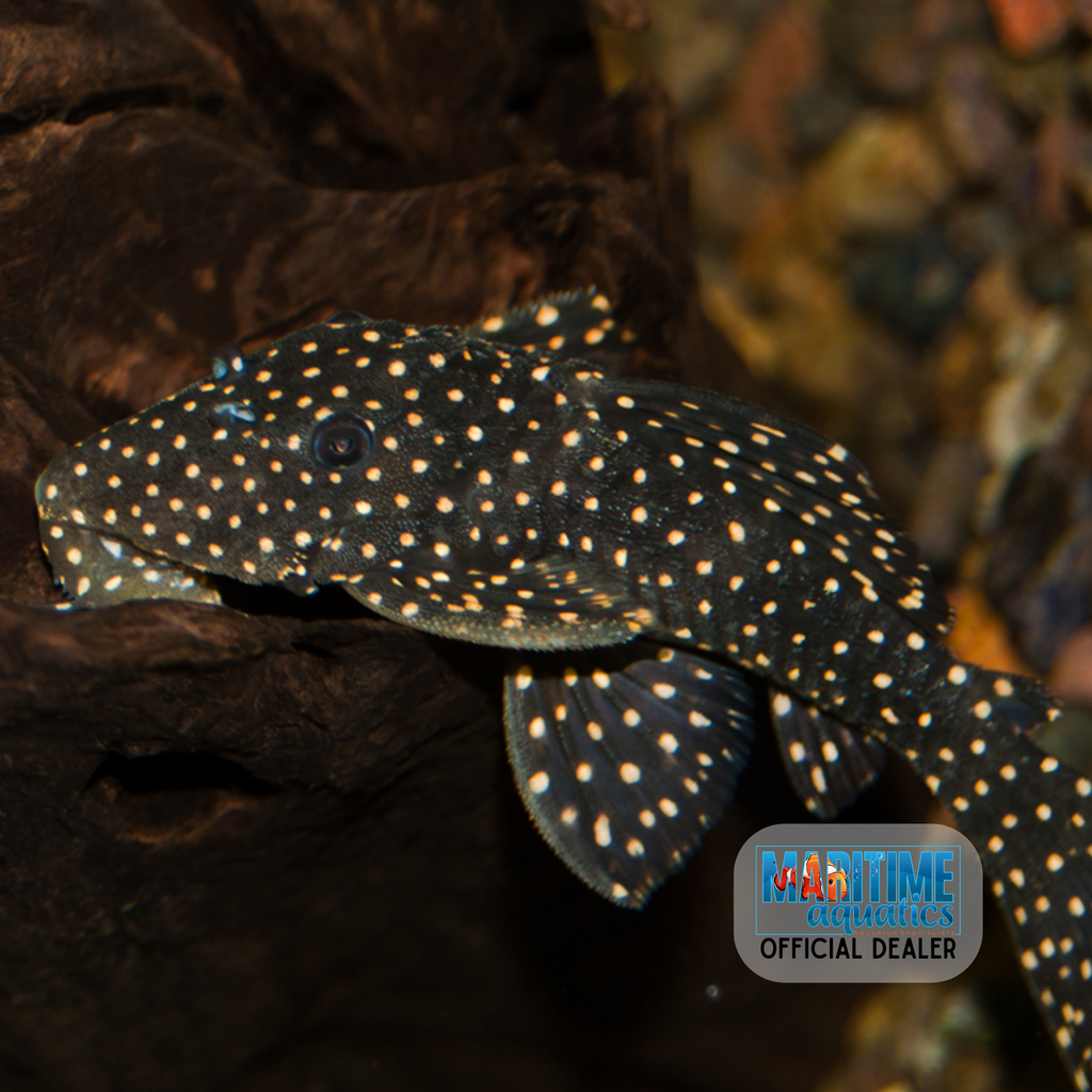 Pleco Galaxy L007 (Leporacanthicus galaxias)