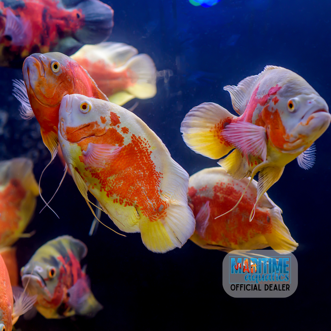 Oscar Assorted (Astronotus ocellatus) – Summit Pets