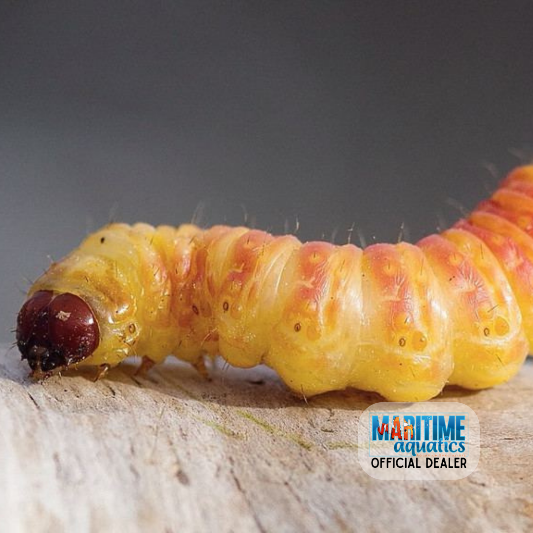 Butterworms - Pre-Order – Summit Pets