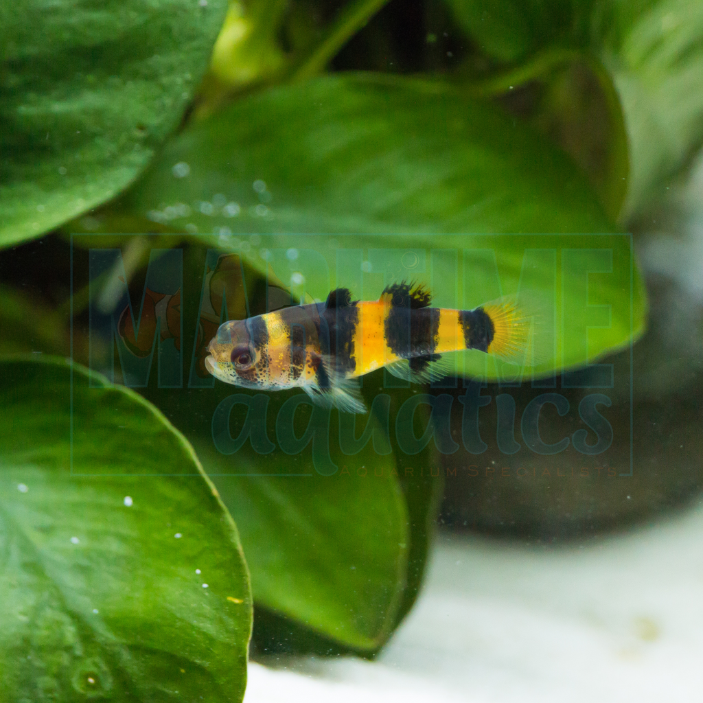 Goby Bumblebee (Brachygobius doriae)