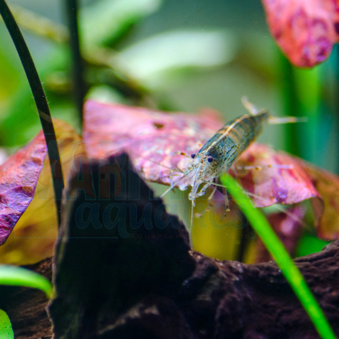 Shrimp Amano (Caridina multidentata)