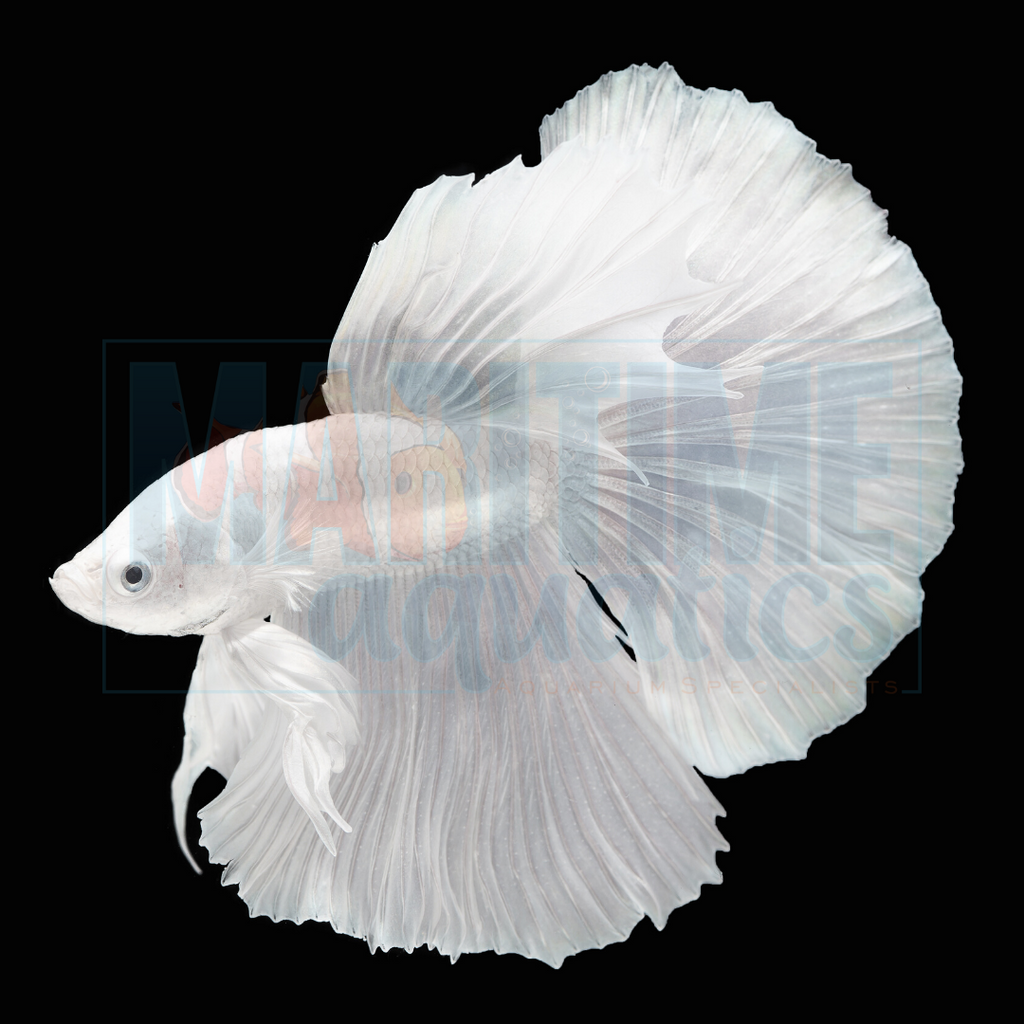 Betta Super Delta (Betta splendens)