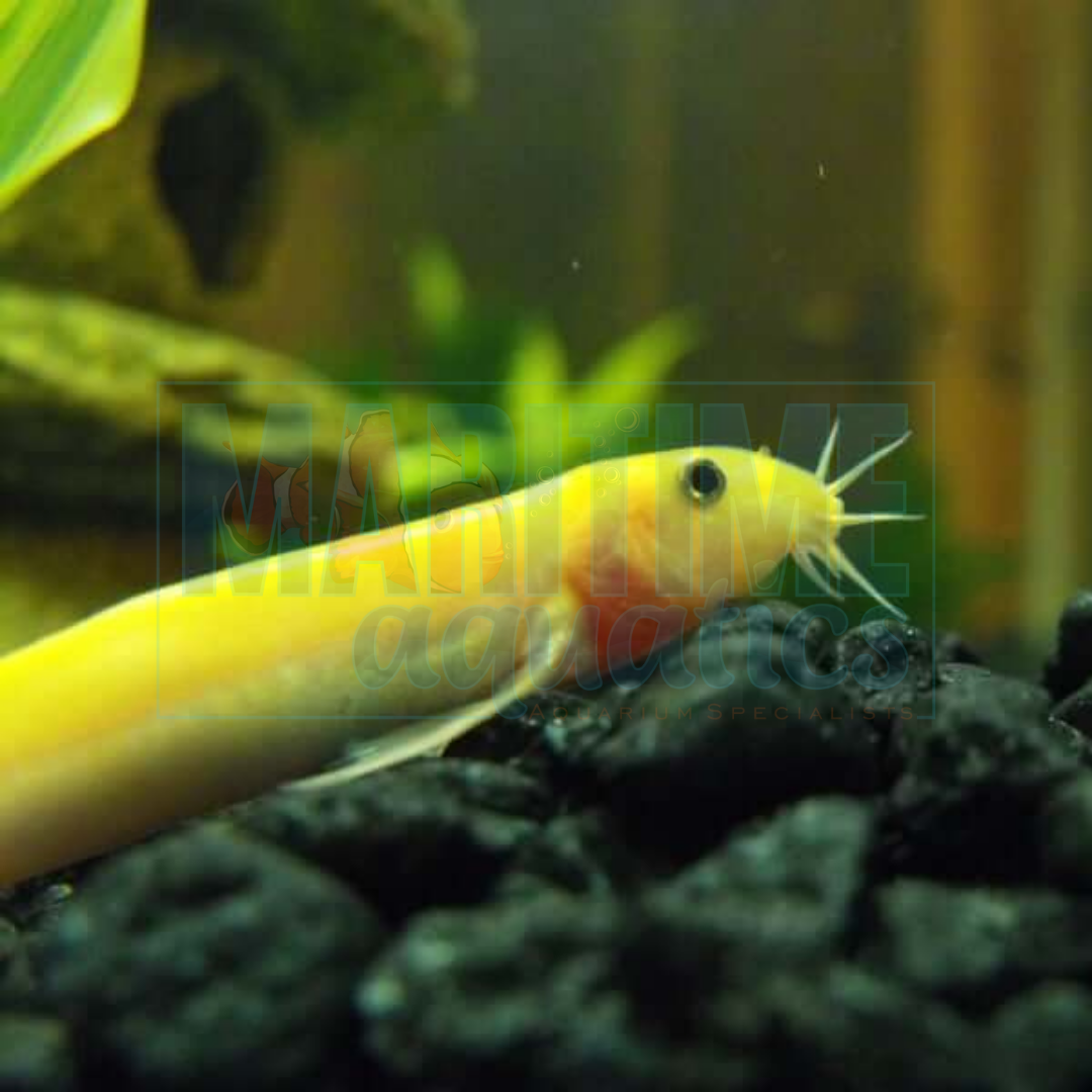 Loach Gold Weather (Misgurnus anguillicaudatus)