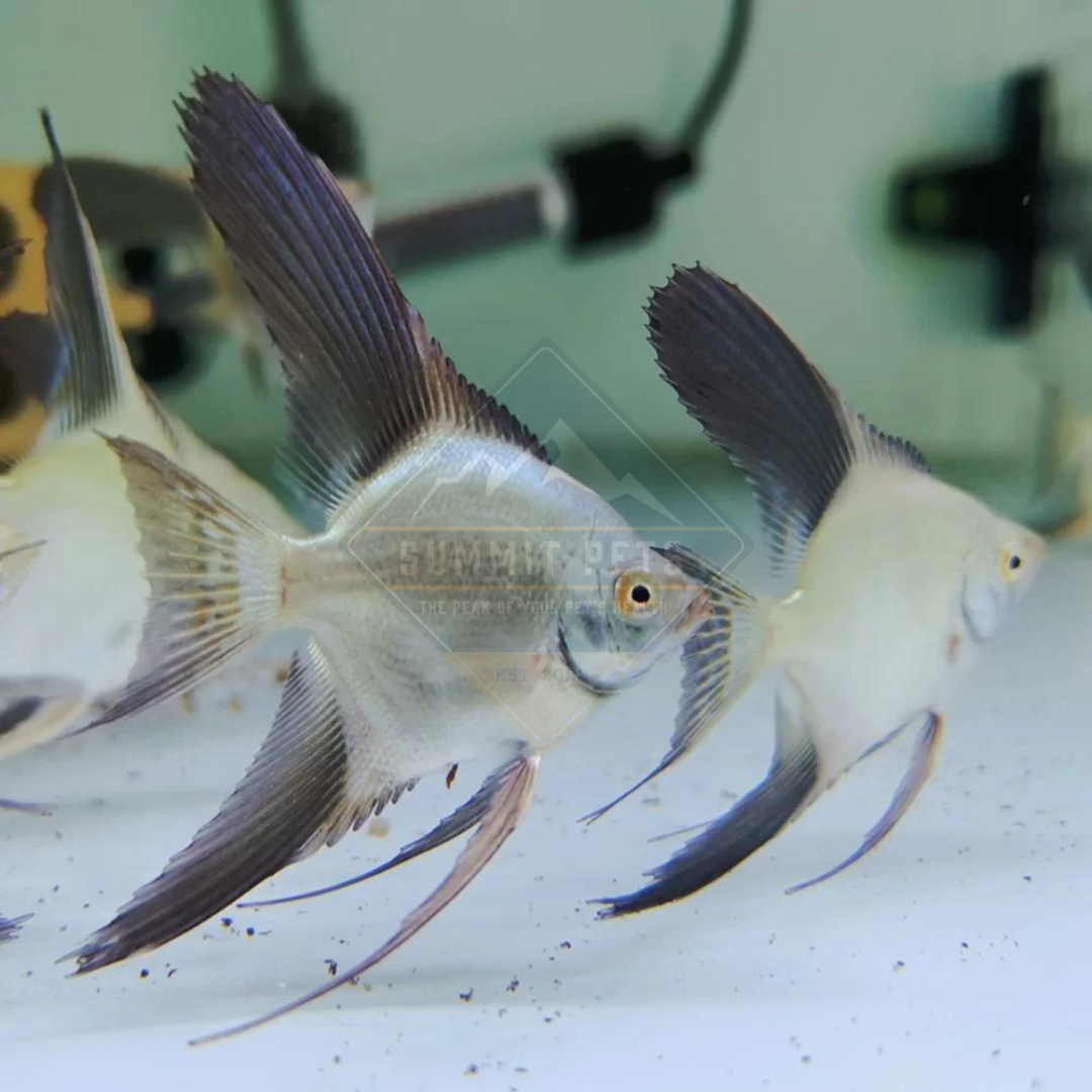 Angelfish Bulgarian (Pterophyllum scalare) – Summit Pets
