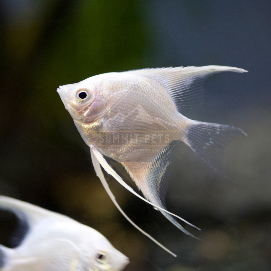 Angelfish Small Assorted (Pterophyllum scalare)