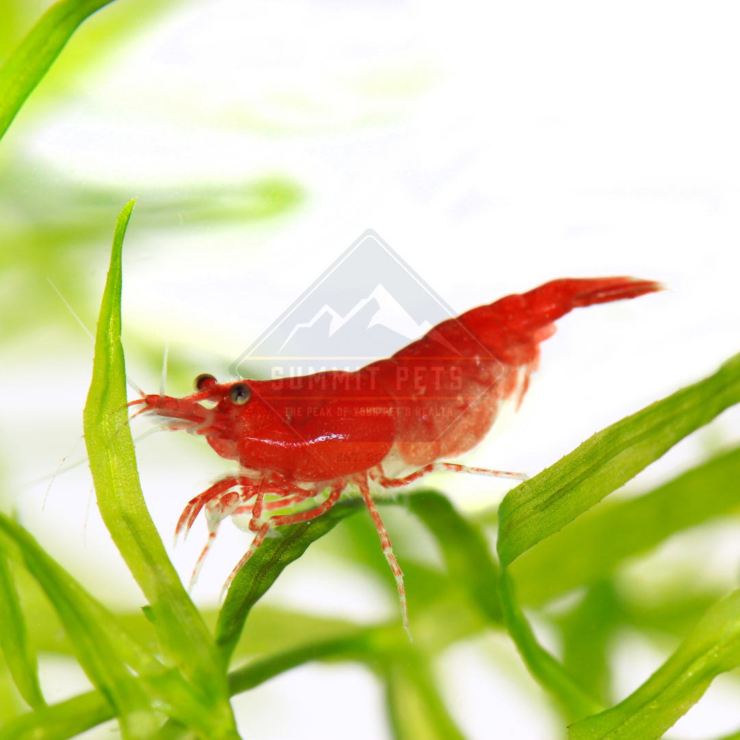 Shrimp Fire Red (Neocaridina sp.) – Summit Pets