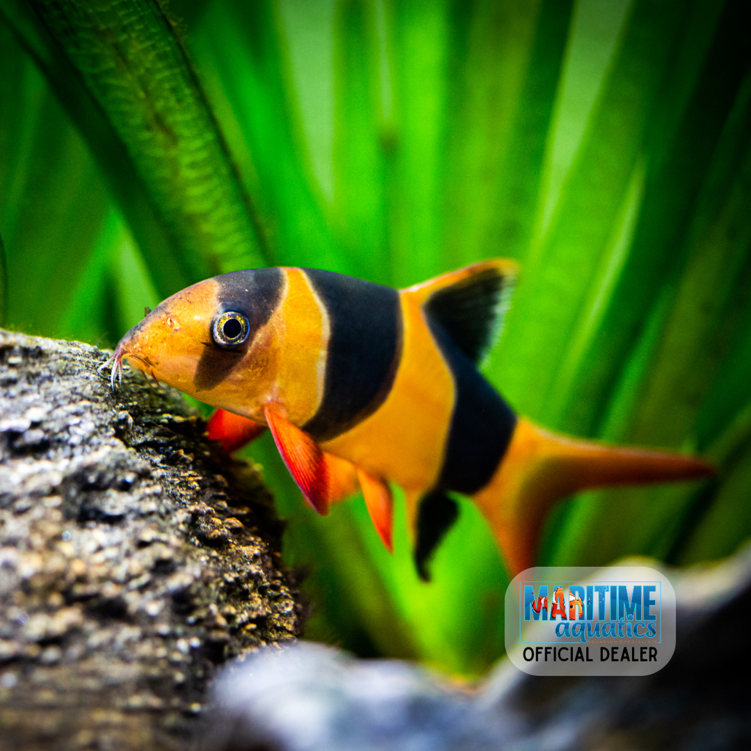 Loach Clown (Botia macracantha) – Summit Pets